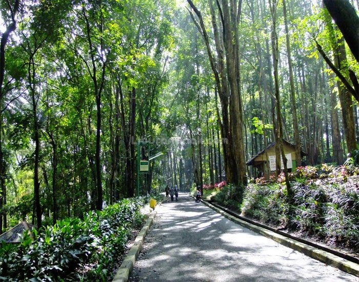 Tahura (taman Hutan Raya) Bandung - Kids Holiday Spots - Liburan Anak ...